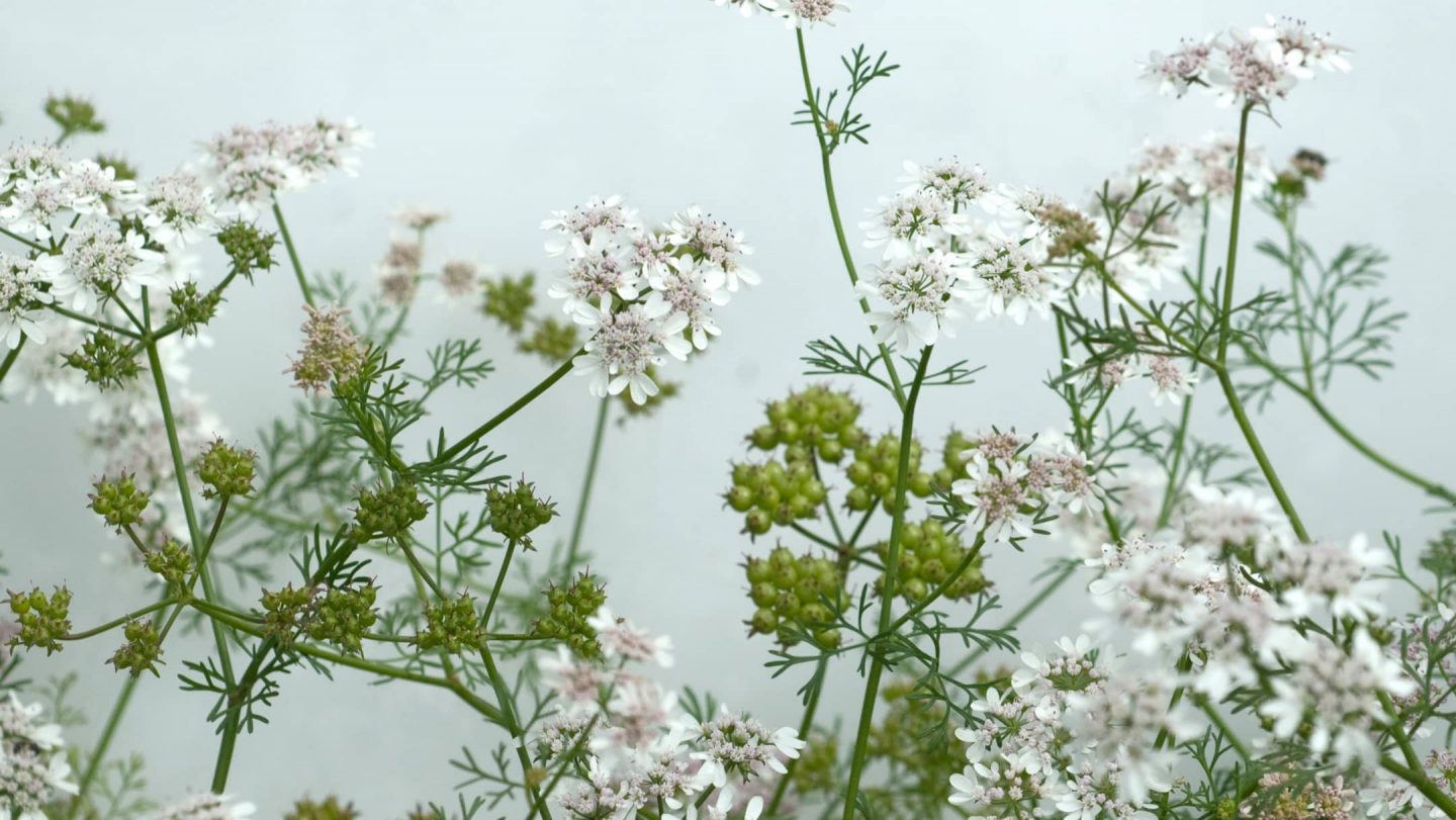 Korijander – začin, upotreba, biljka | Kotányi